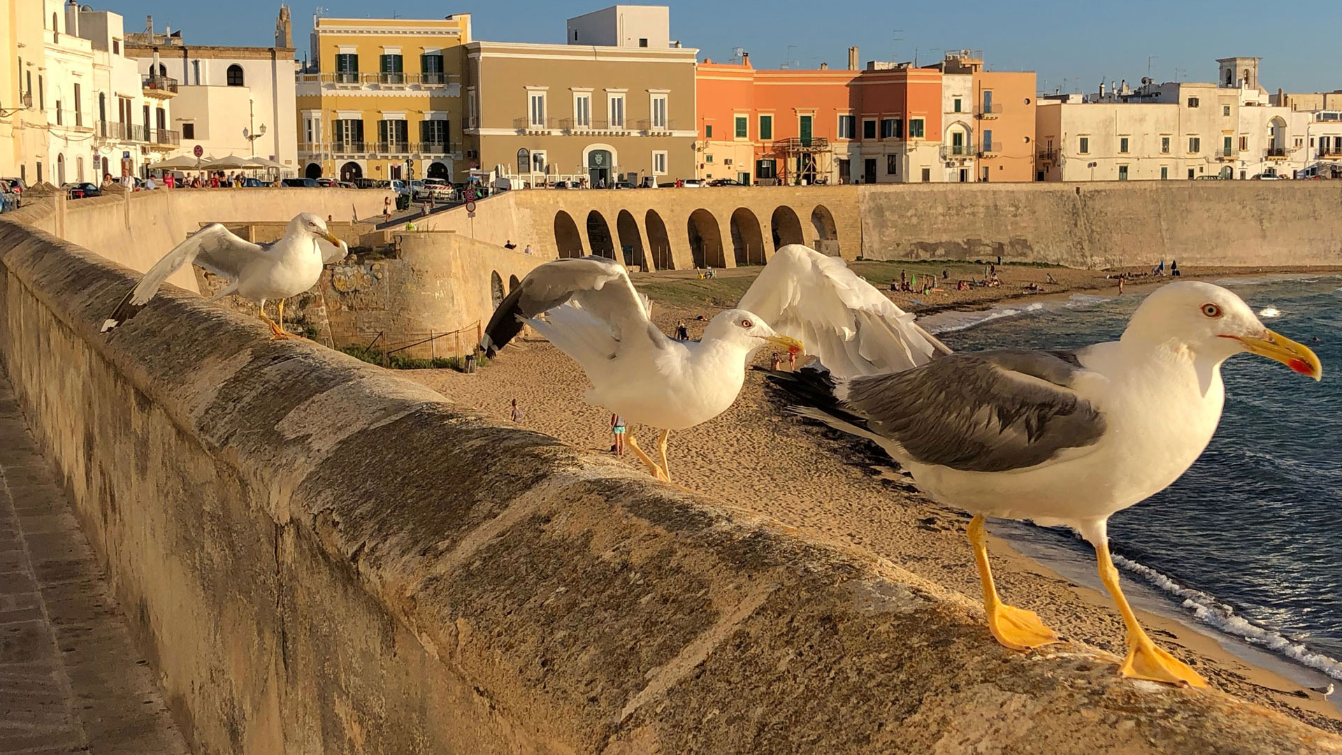 Guided visit of Gallipoli- Italian language school Porta d'Oriente